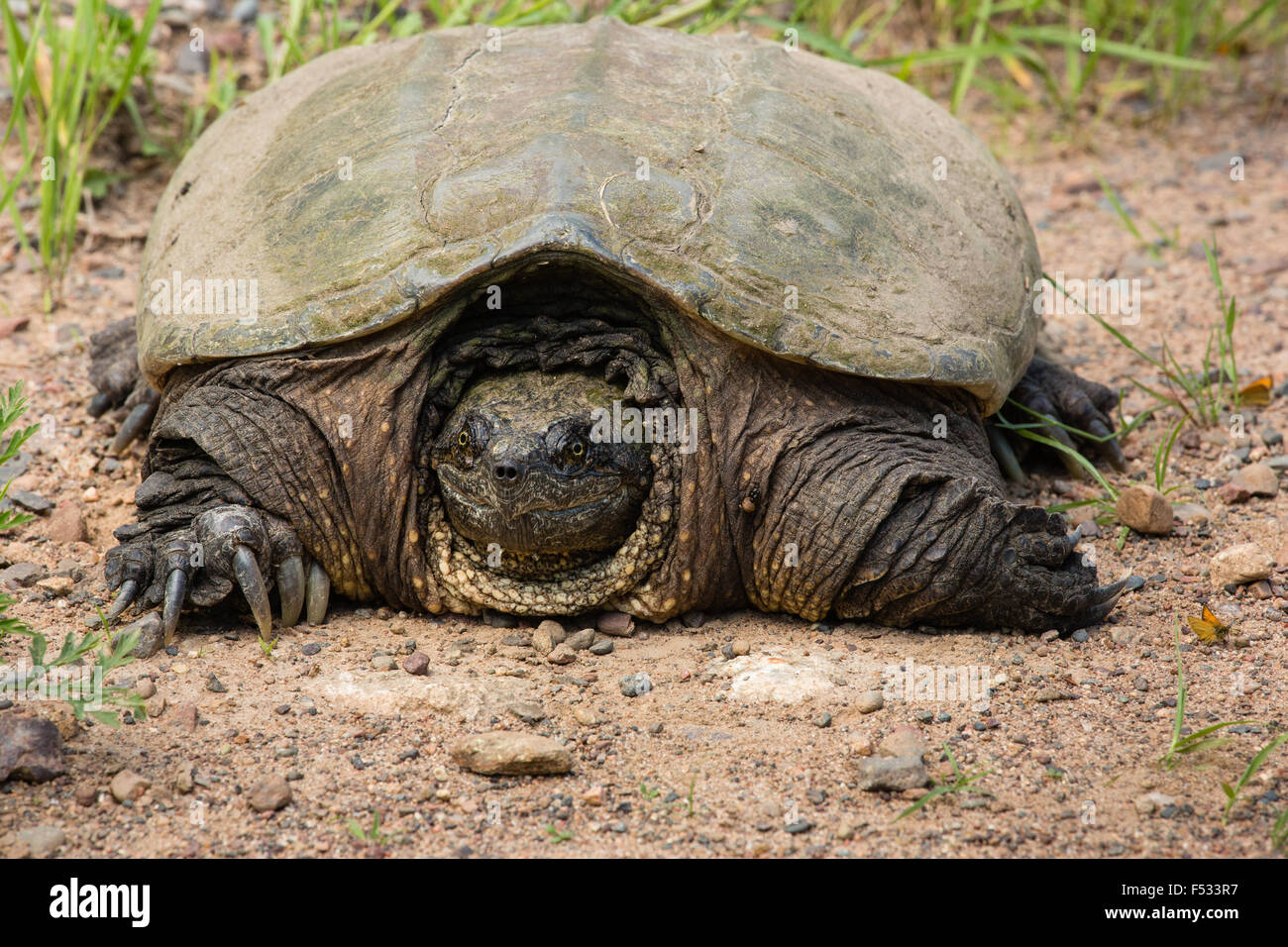 Common snapping turtle Stock Photo - Alamy