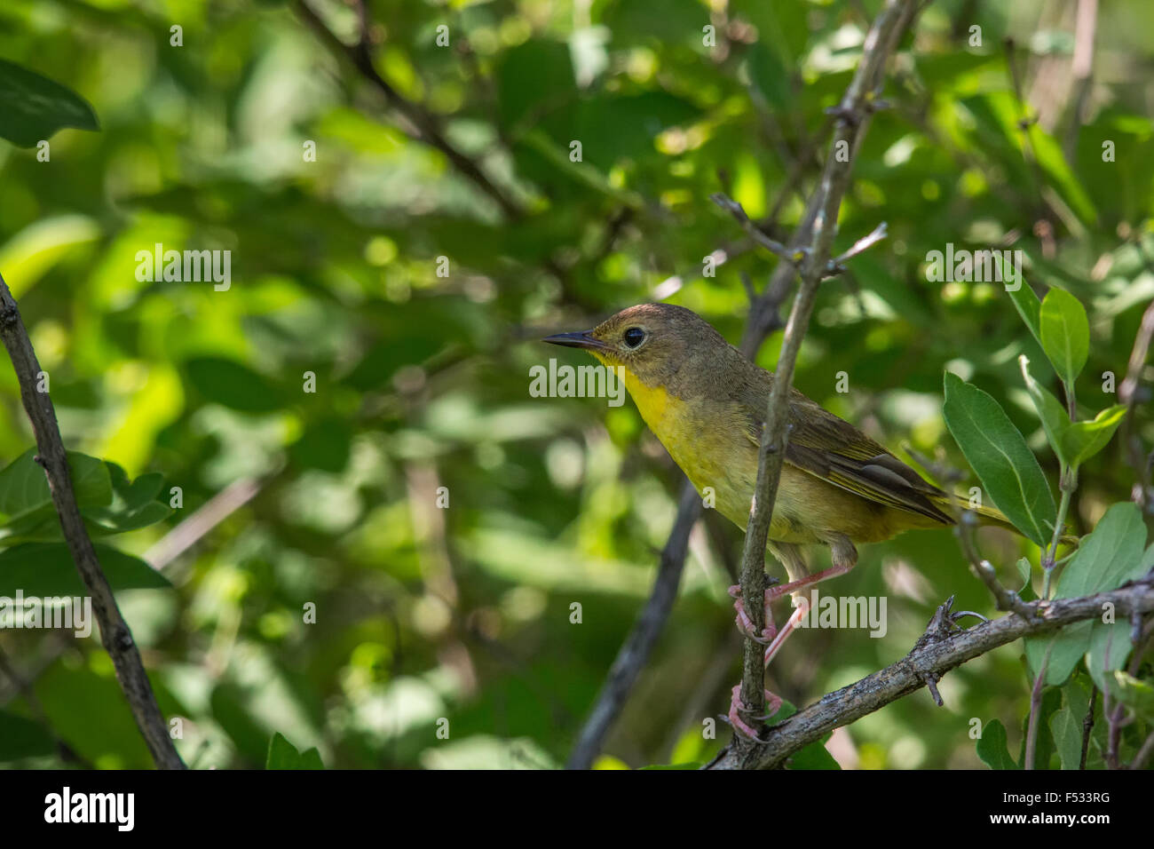Common yellowthroat female hi-res stock photography and images - Alamy