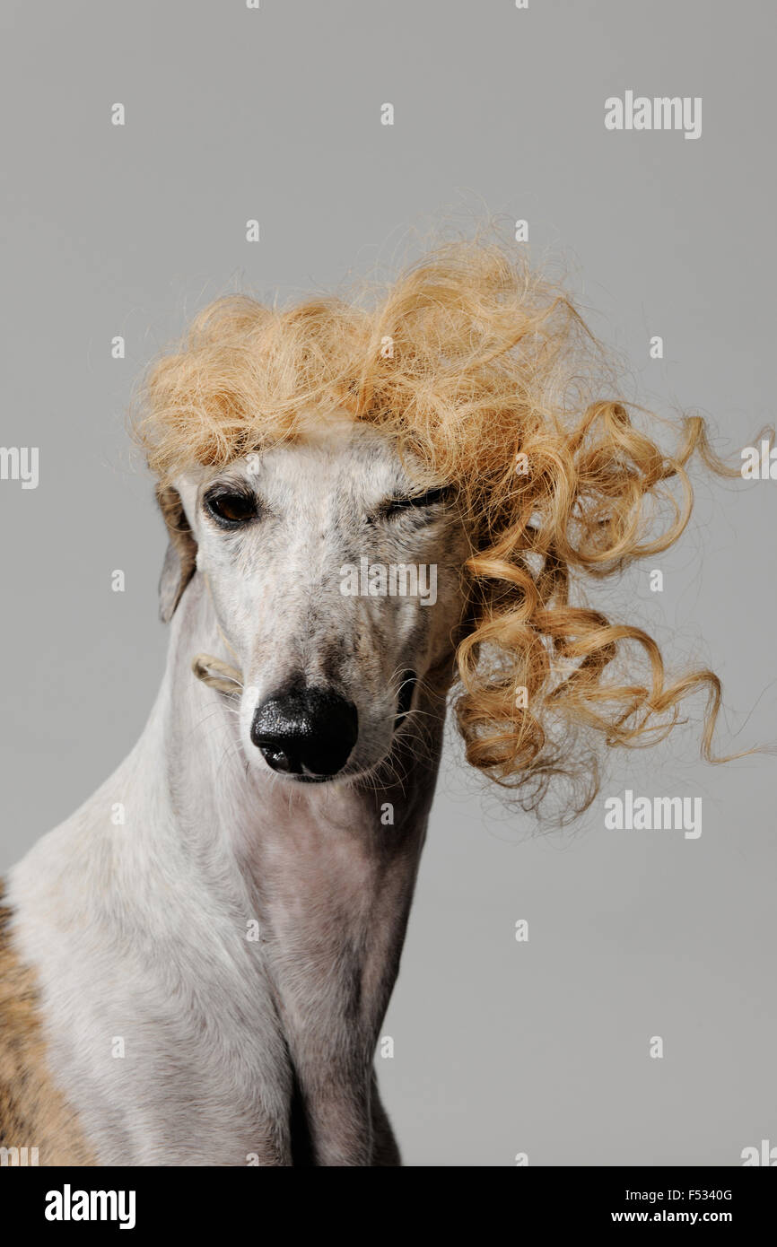 Squinting eye dog hi-res stock photography and images - Alamy