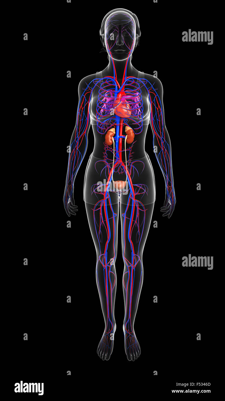 3d rendered illustration of female arterial system Stock Photo - Alamy