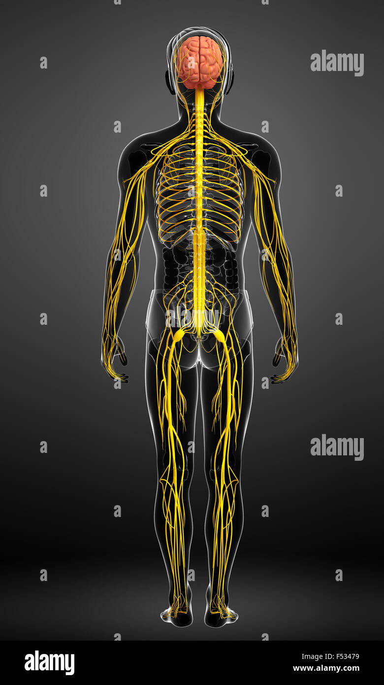 Illustration of Male nervous system artwork Stock Photo - Alamy