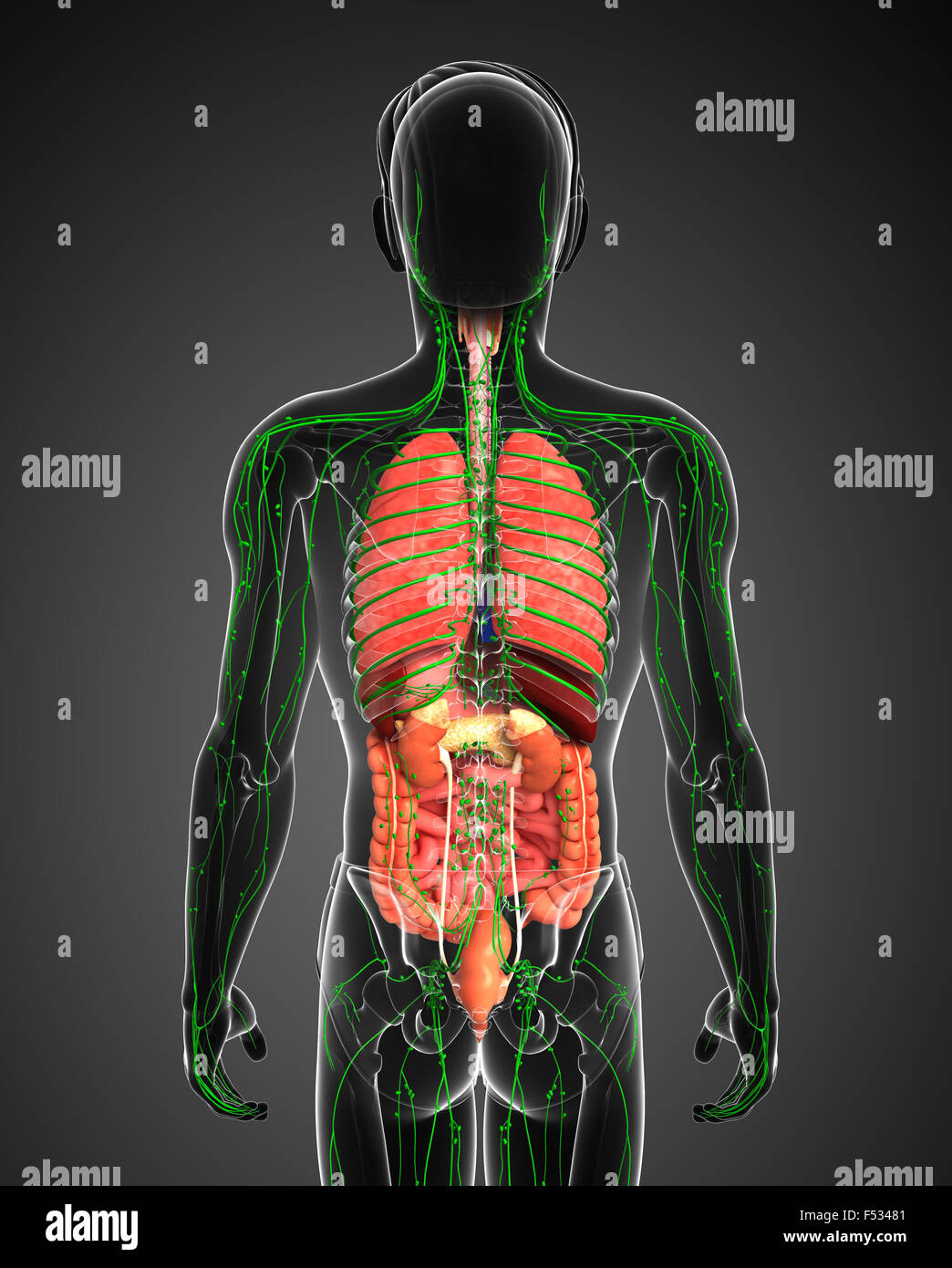 Male digestive system illustration hi-res stock photography and images ...
