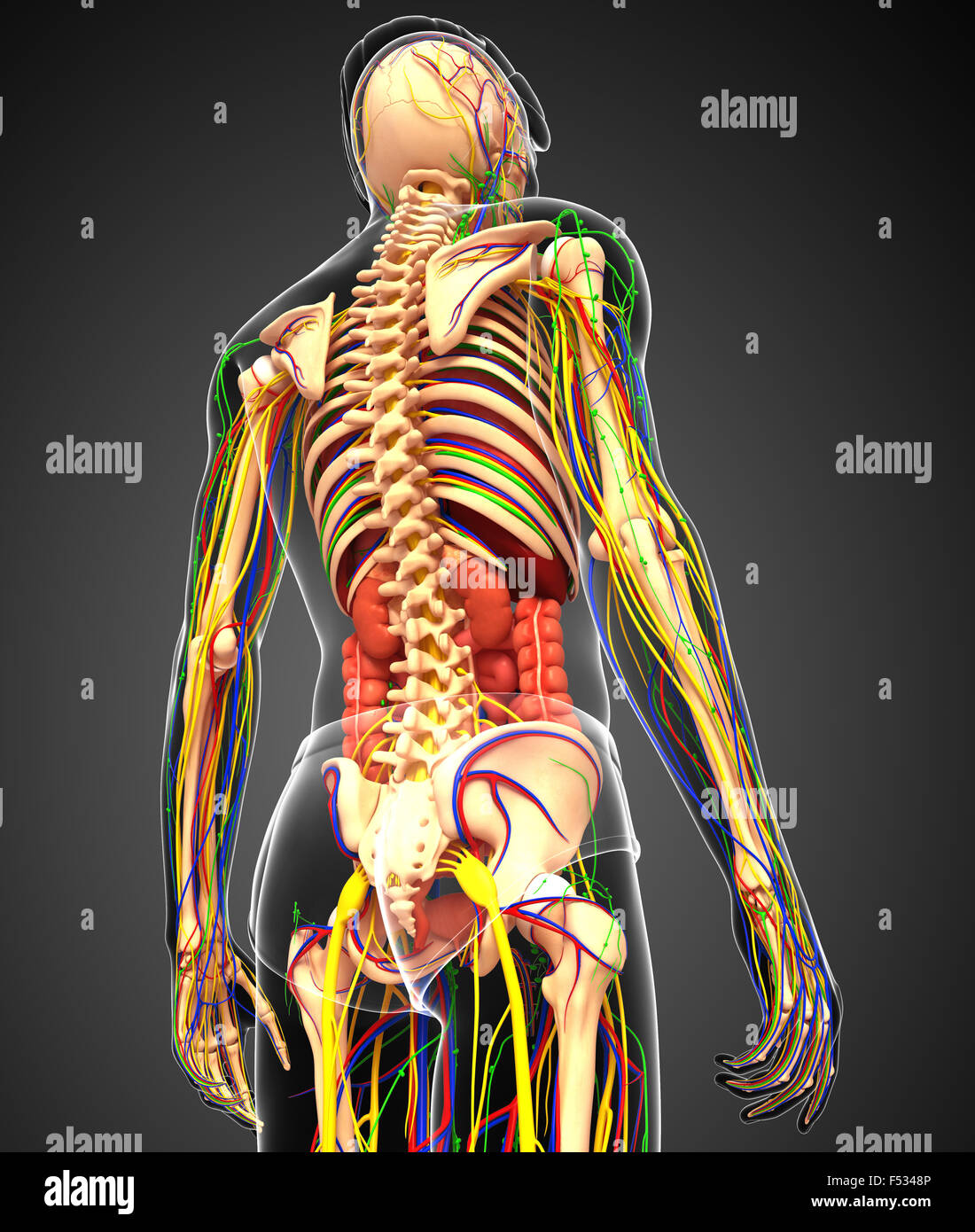 illustration of Lymphatic, skeletal, nervous and circulatory system of ...