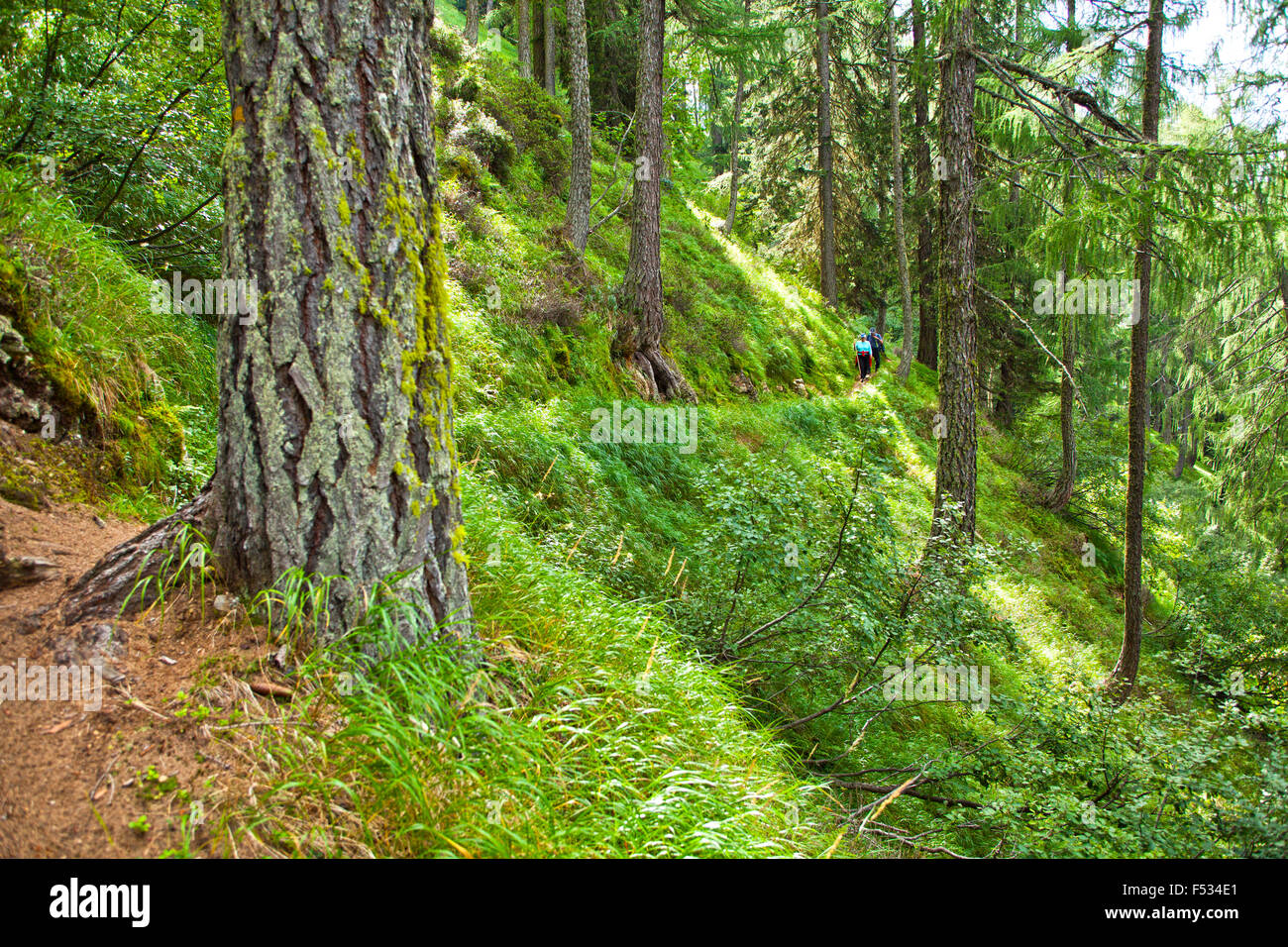 Montane forest hi-res stock photography and images - Alamy