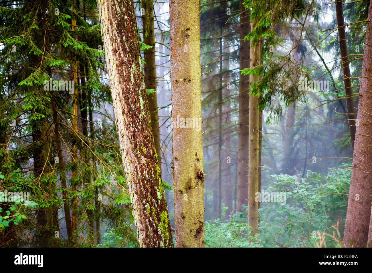 Montane forest hi-res stock photography and images - Alamy