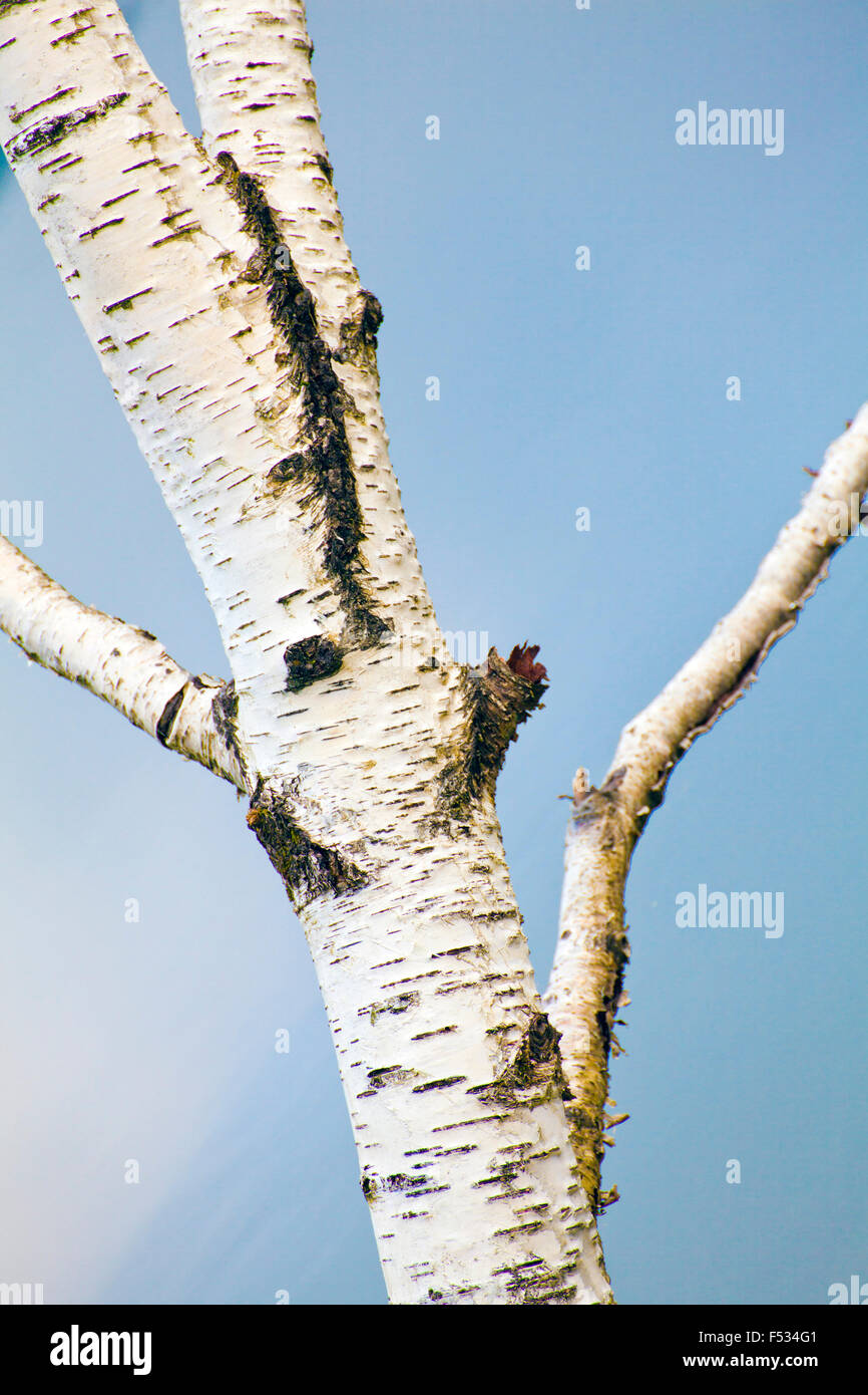 Birch trunk, detail Stock Photo - Alamy