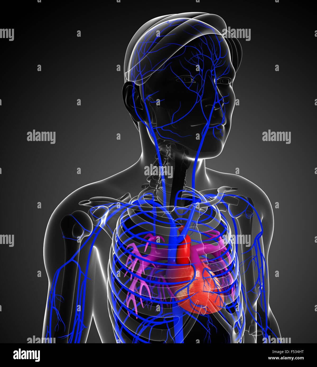 3d rendered illustration of human body Stock Photo - Alamy