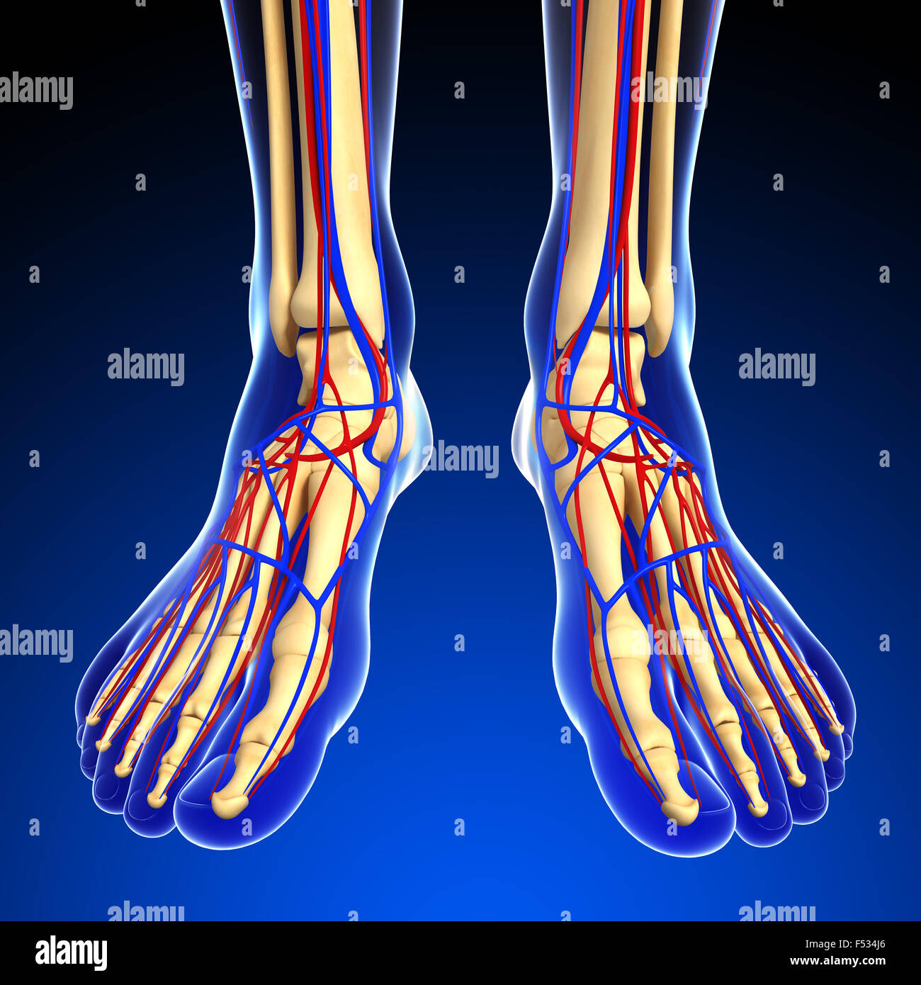 Illustration of human skeletal circulatory system Stock Photo - Alamy