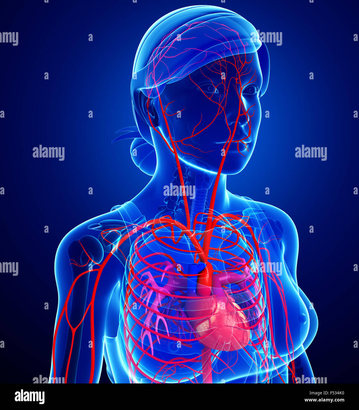 3d rendered illustration of female arterial system Stock Photo - Alamy