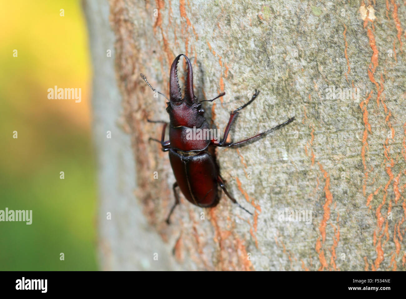 Saw stag beetle hi-res stock photography and images - Alamy