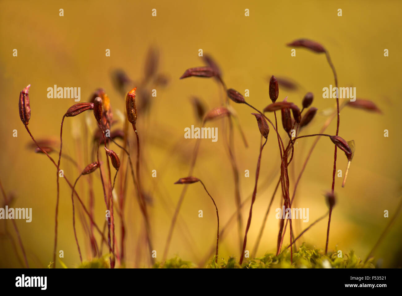 Spreading moss hi-res stock photography and images - Alamy