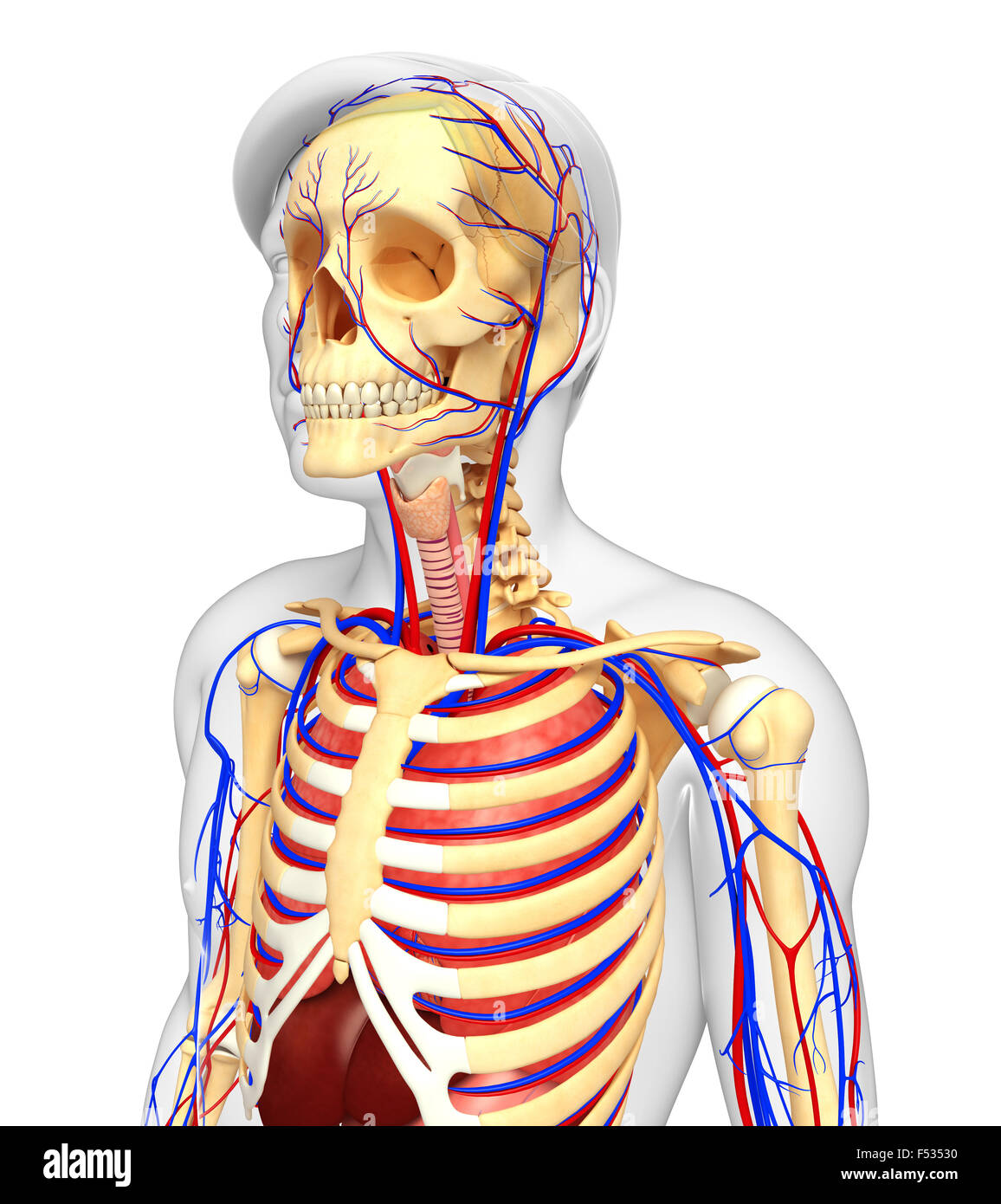 Illustration of male skeletal and circulatory system Stock Photo - Alamy