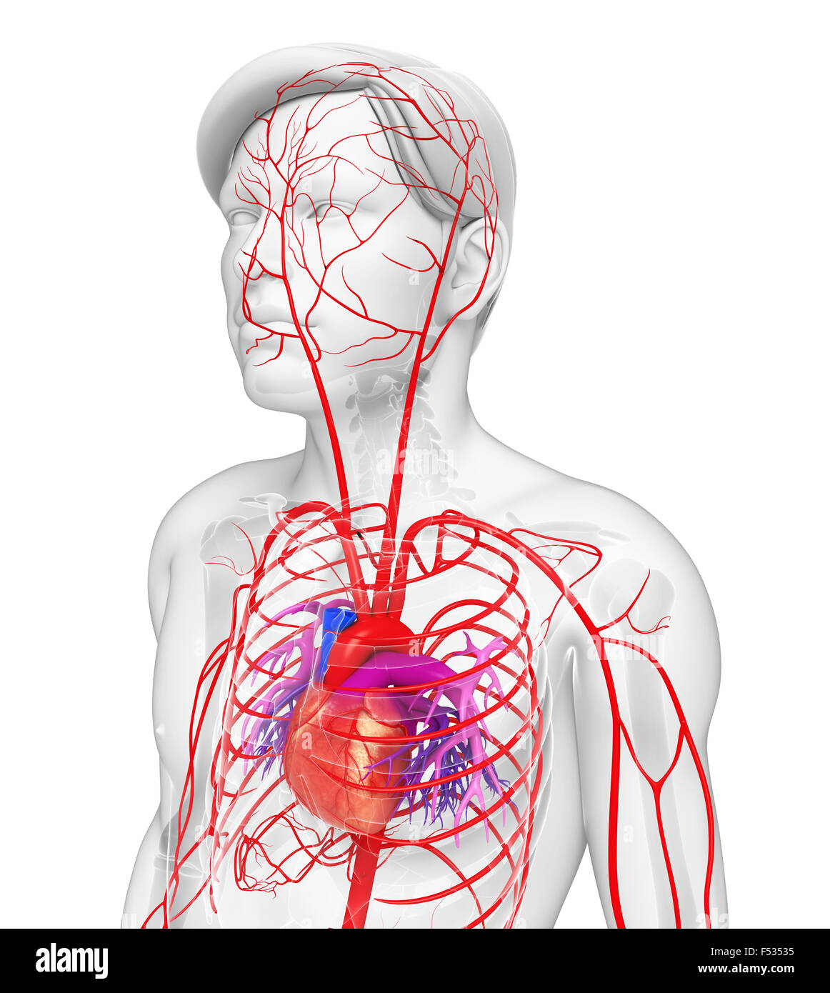 3d rendered illustration of male arterial system Stock Photo - Alamy