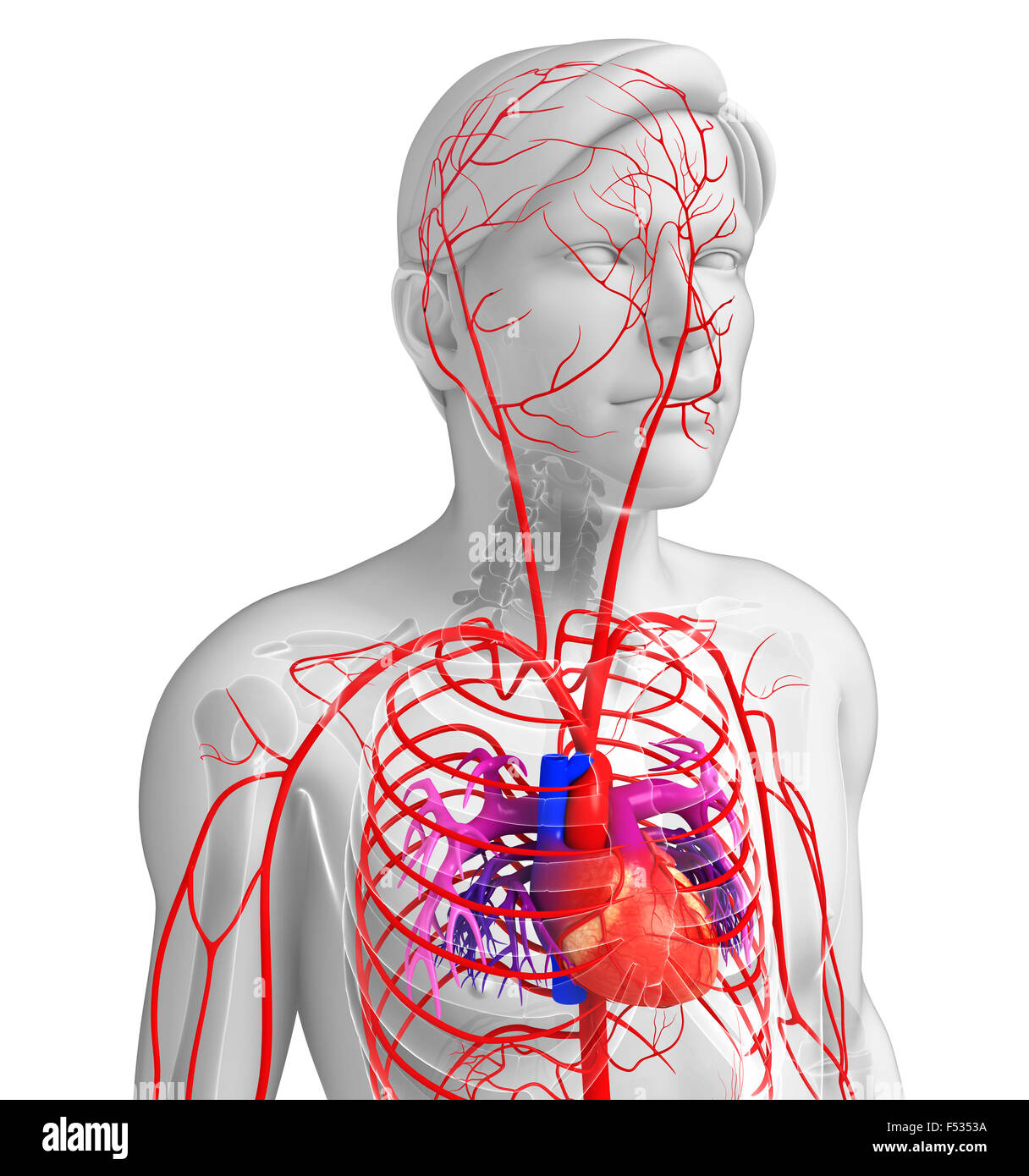 3d rendered illustration of male arterial system Stock Photo - Alamy
