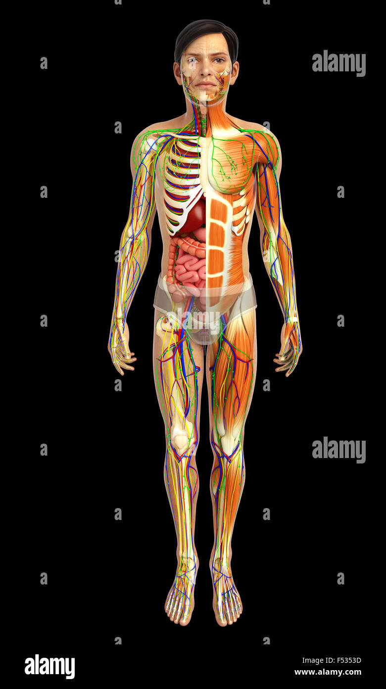 3d rendered illustration of human body anatomy Stock Photo - Alamy