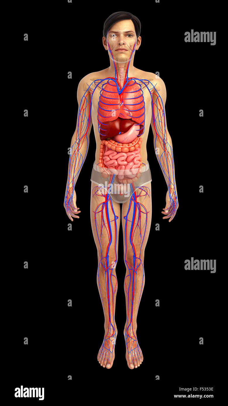 3d rendered illustration of human body anatomy Stock Photo - Alamy