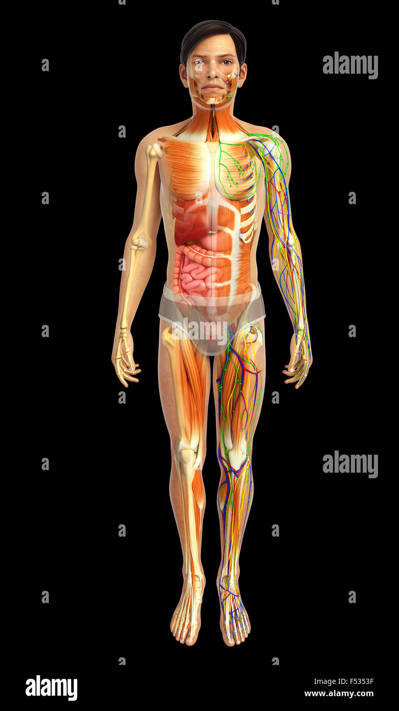 3d rendered illustration of human body anatomy Stock Photo - Alamy
