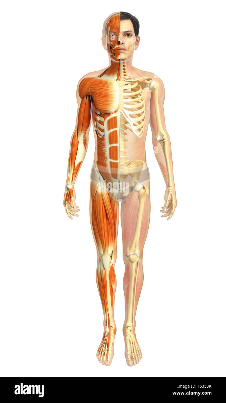 3d rendered illustration of human body anatomy Stock Photo - Alamy