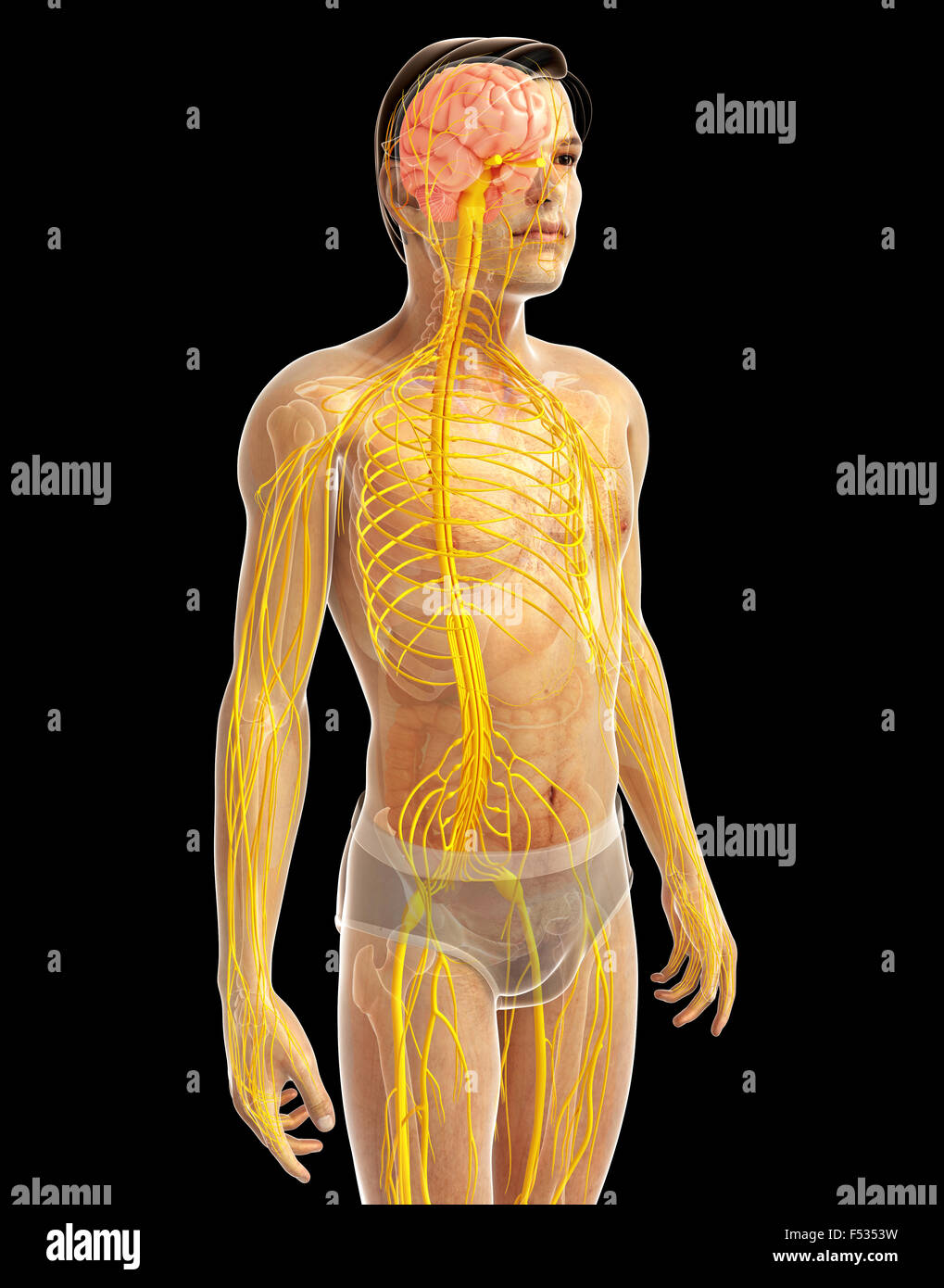 3d rendered illustration of human body anatomy Stock Photo - Alamy