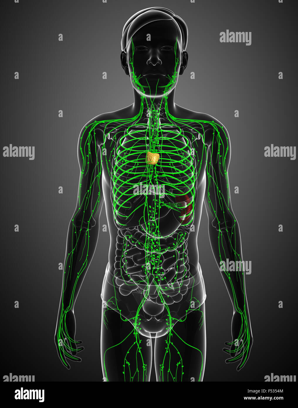 Illustration of male body lymphatic system Stock Photo - Alamy