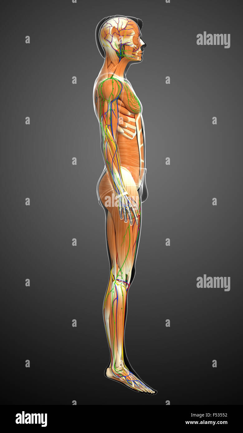 3d rendered illustration of human body anatomy Stock Photo - Alamy