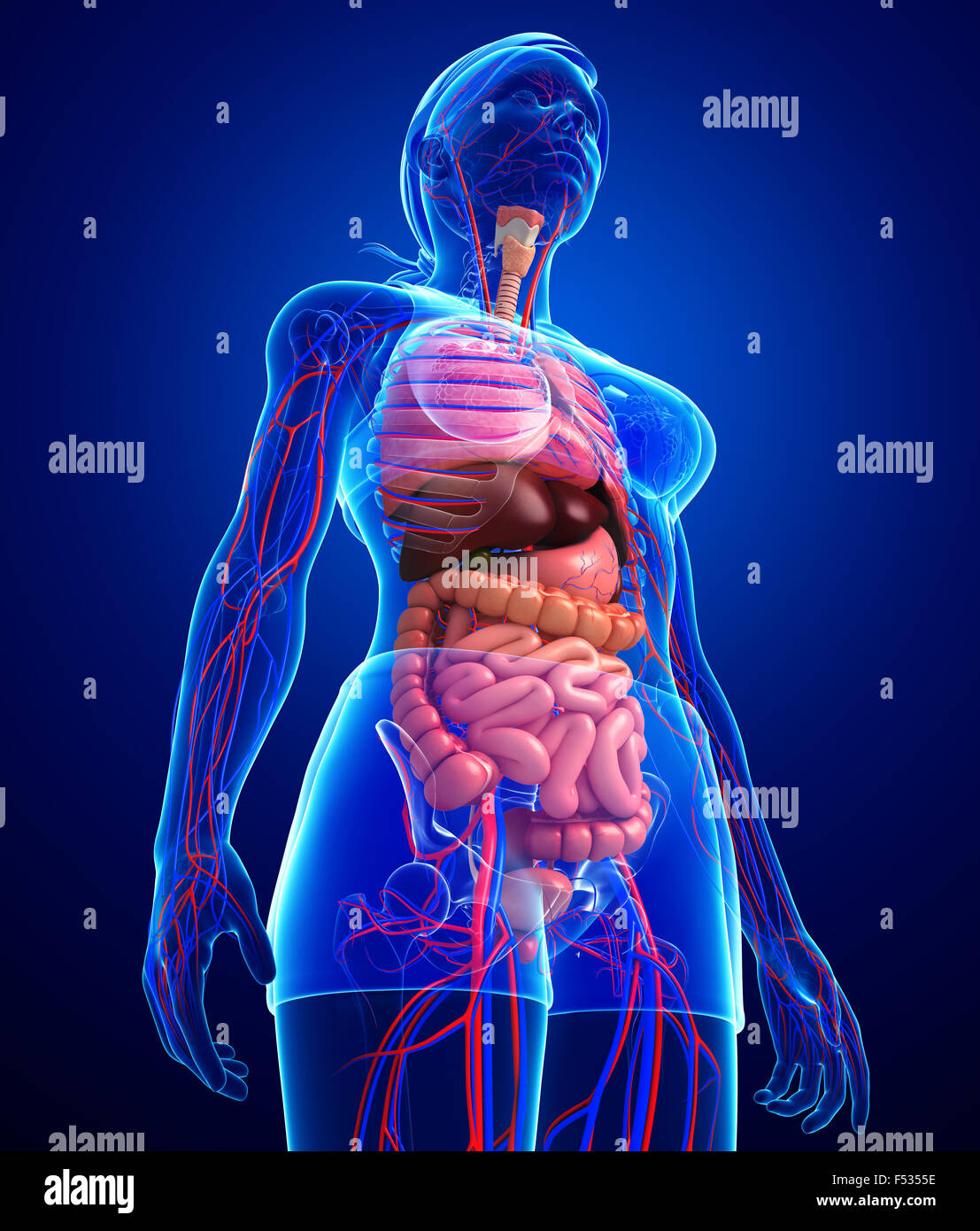 Digestive and circulatory system of female body artwork Stock Photo - Alamy