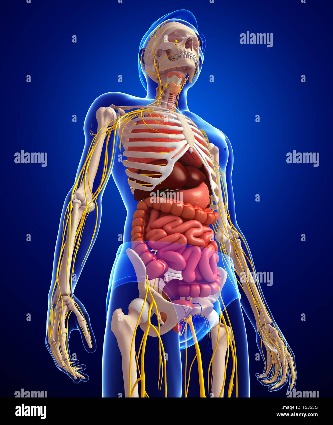 Illustration of male skeleton with nervous and digestive system artwork ...