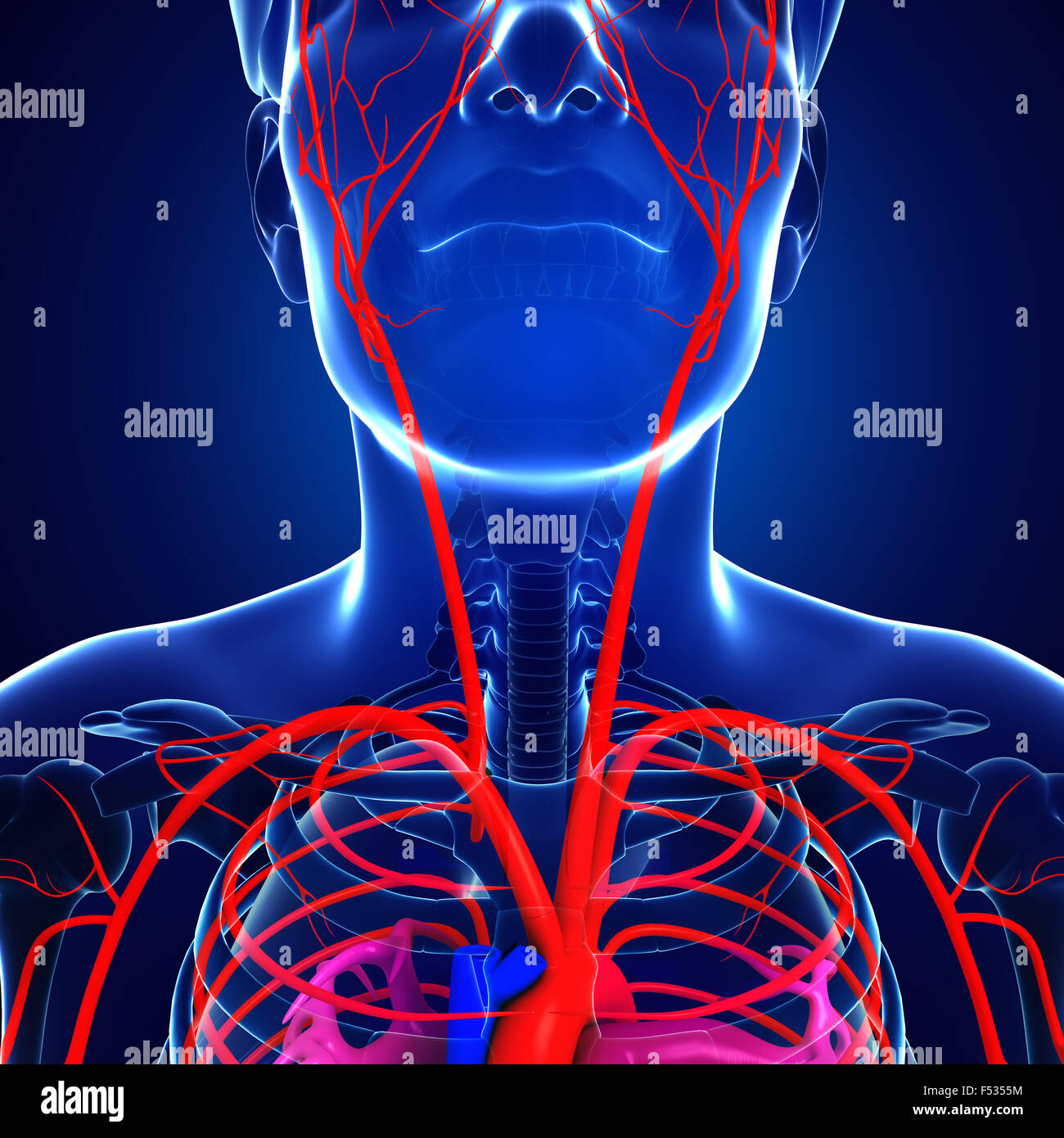 3d rendered illustration of male arterial system Stock Photo - Alamy