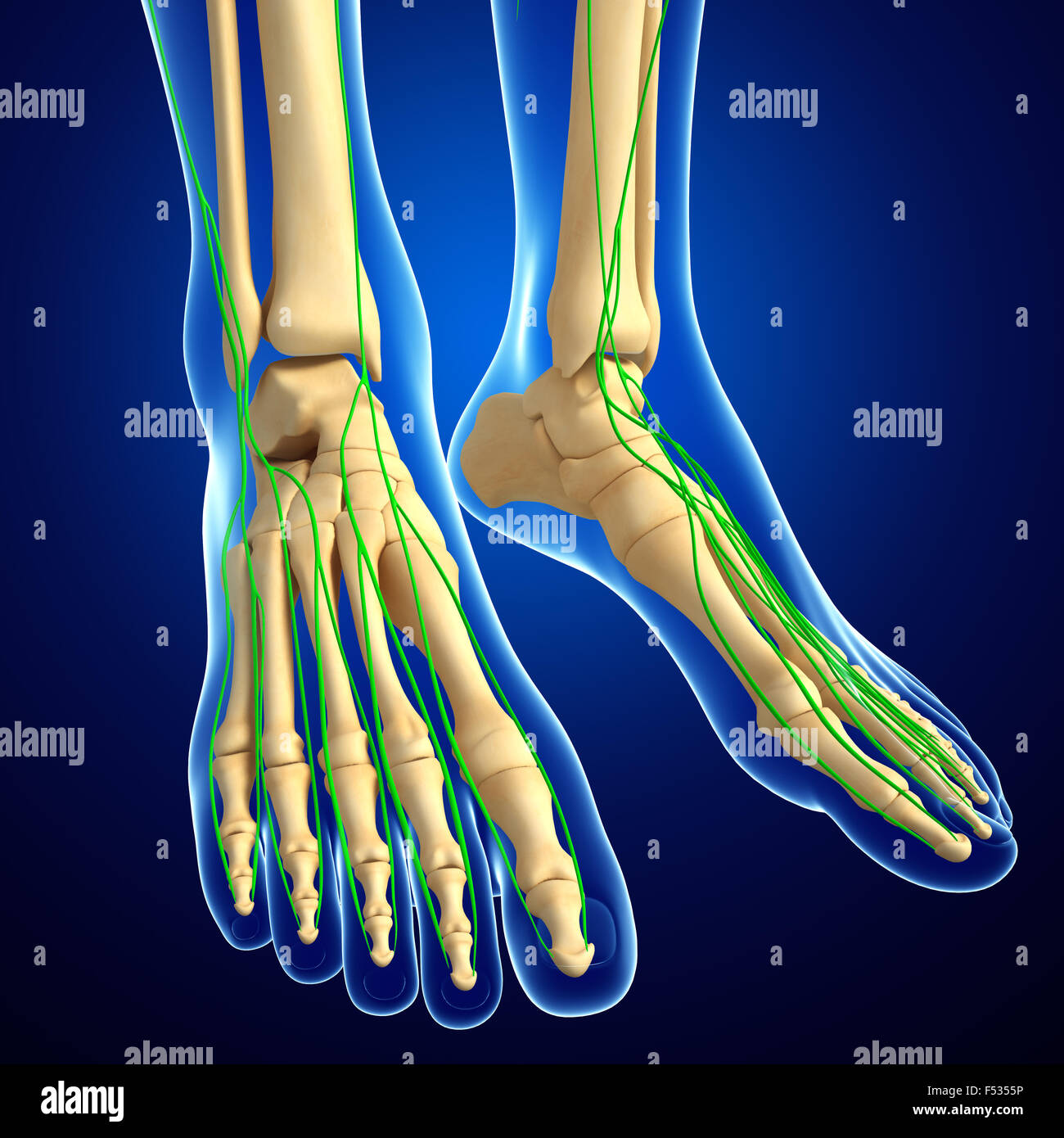 Illustration of human foot skeleton with lymphatic system Stock Photo ...