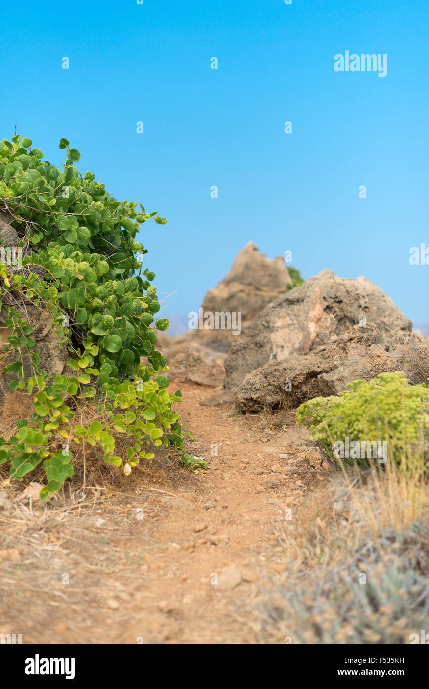 Plants on the rocks hi-res stock photography and images - Alamy