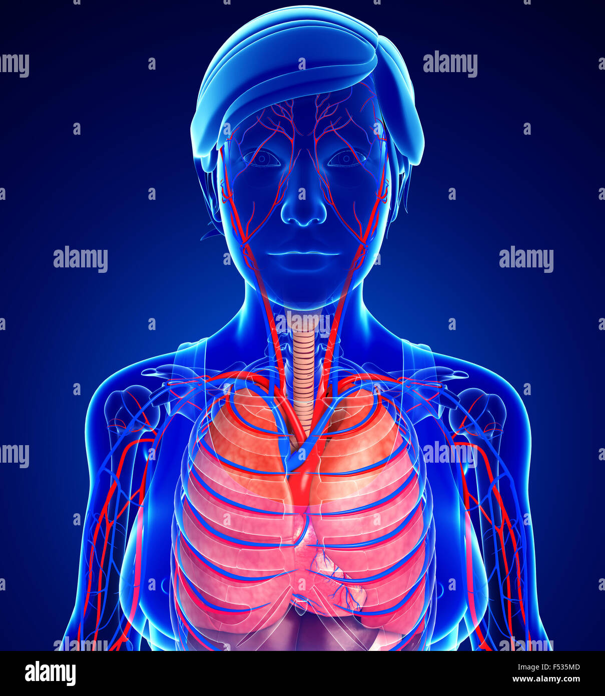 Female thorax anatomy hi-res stock photography and images - Alamy