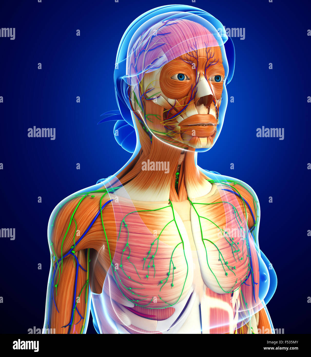 3d rendered illustration of human body anatomy Stock Photo - Alamy