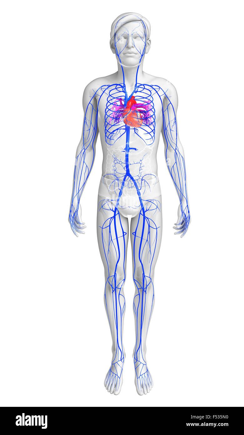 3d rendered illustration of human body anatomy Stock Photo - Alamy