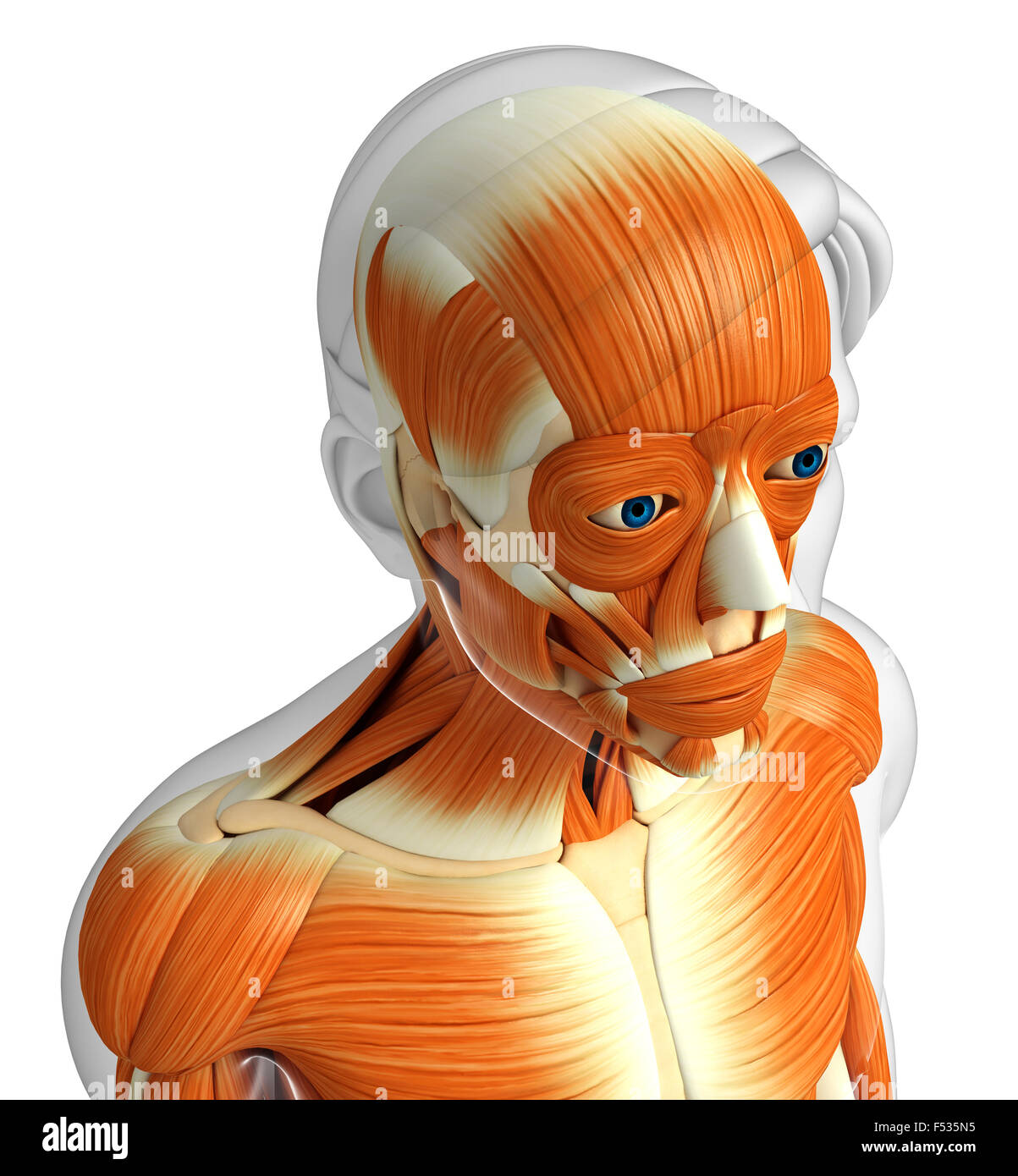 3d rendered illustration of human body anatomy Stock Photo - Alamy