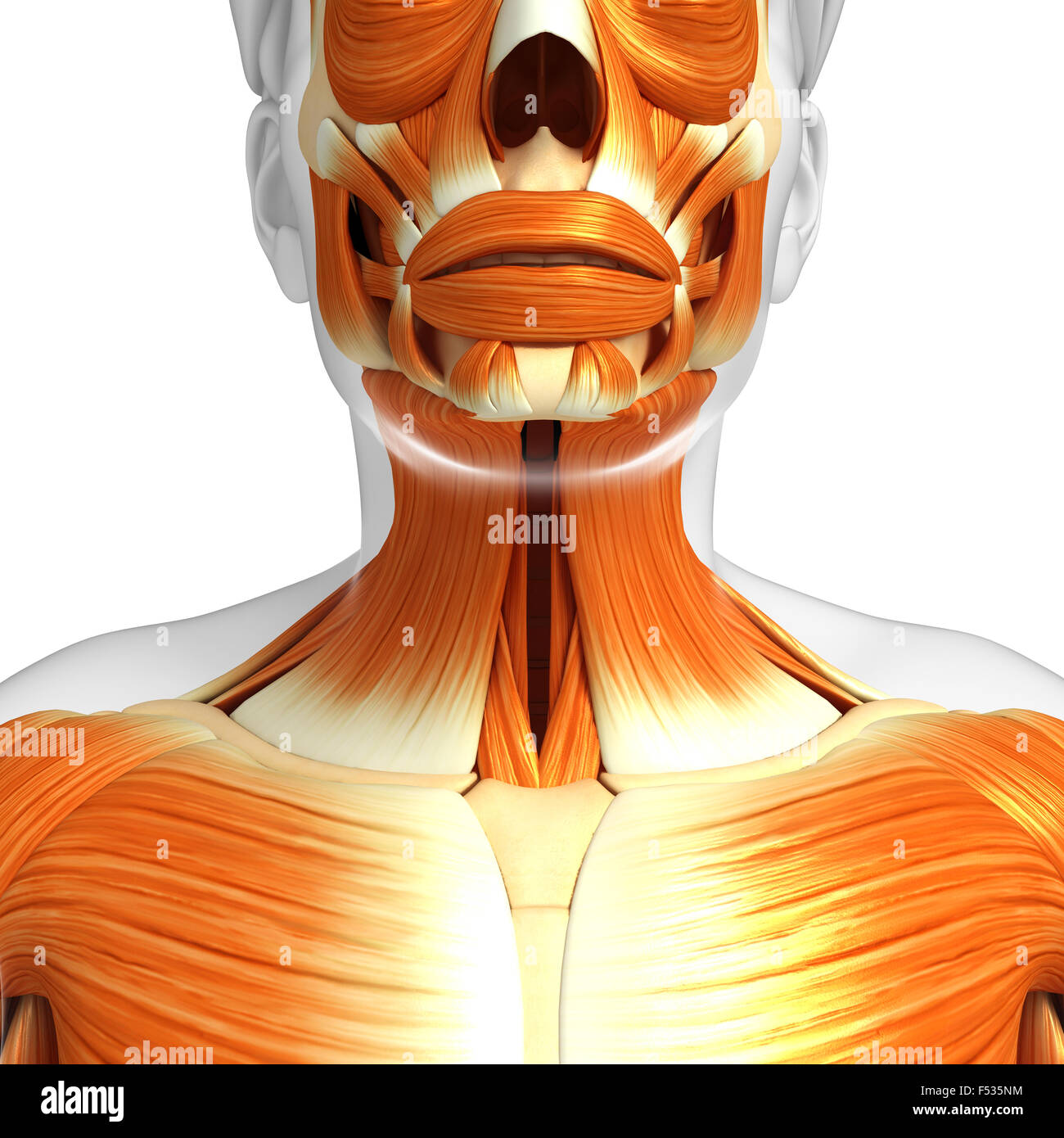 3d rendered illustration of human body anatomy Stock Photo - Alamy