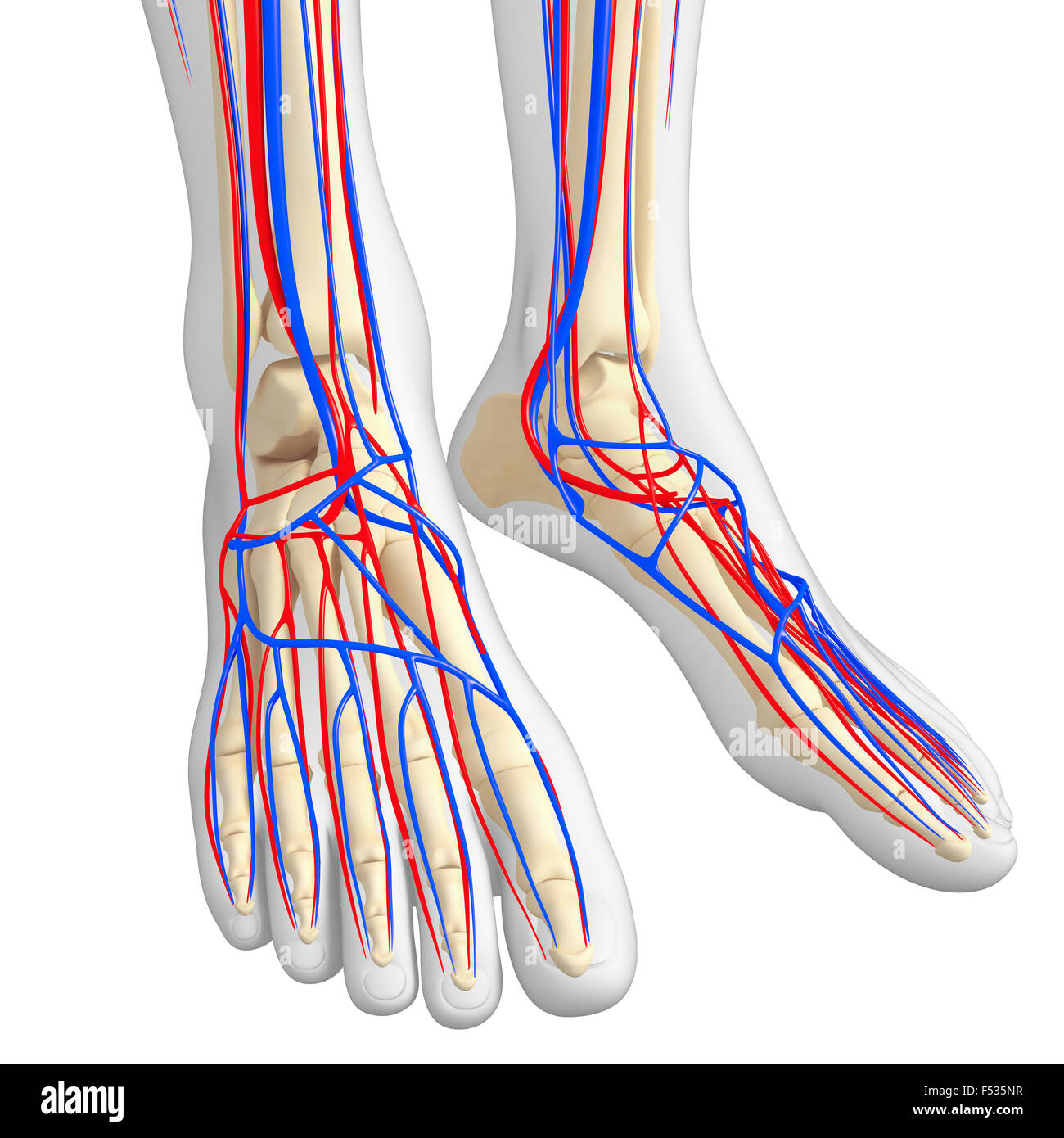 Illustration of human skeletal circulatory system Stock Photo - Alamy