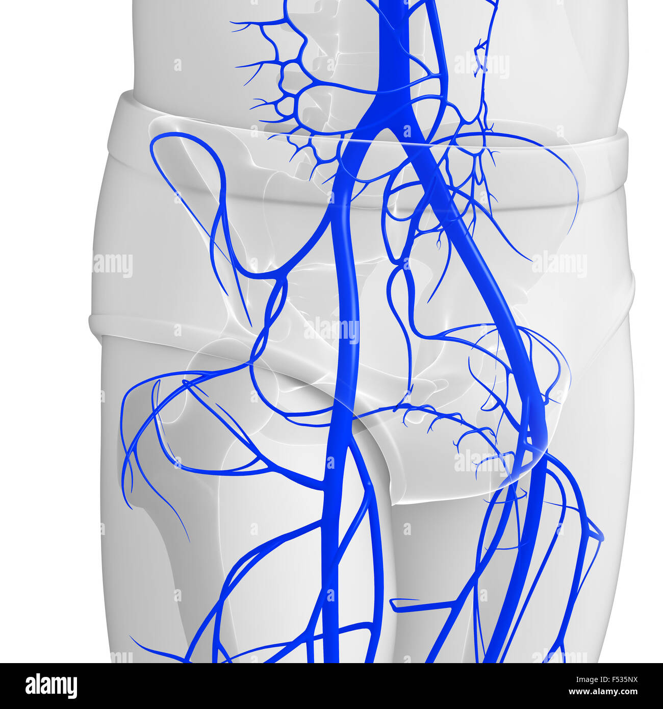 3d rendered illustration of human body anatomy Stock Photo - Alamy