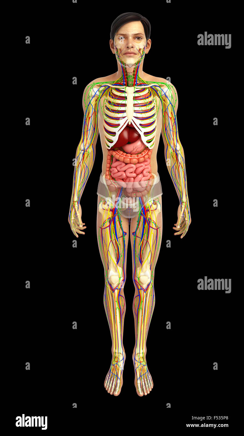 3d rendered illustration of human body anatomy Stock Photo - Alamy