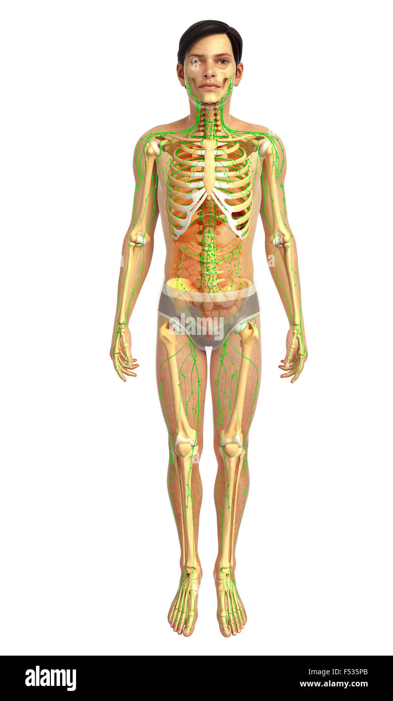3d rendered illustration of human body anatomy Stock Photo - Alamy