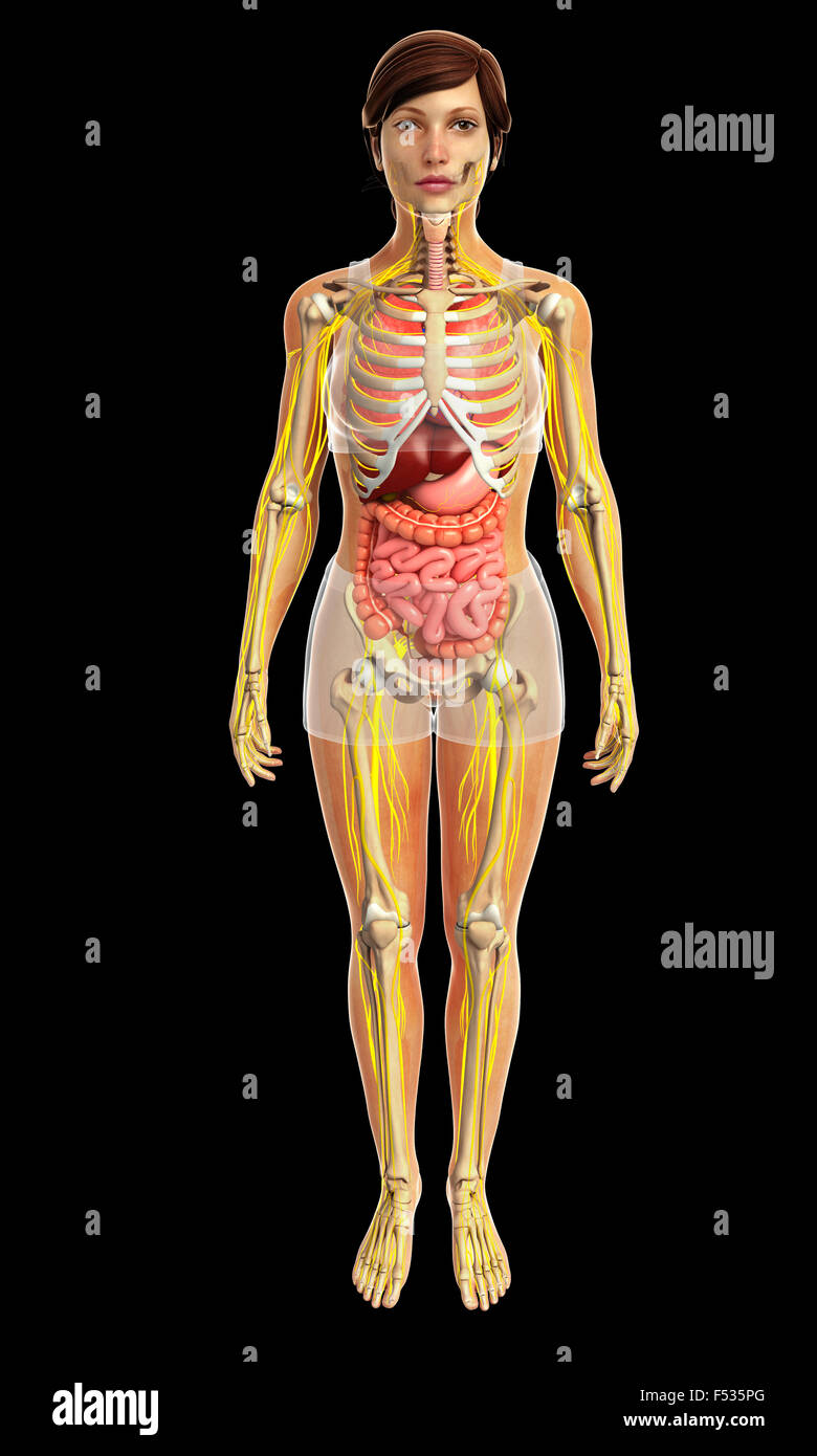 3d rendered illustration of human body anatomy Stock Photo - Alamy