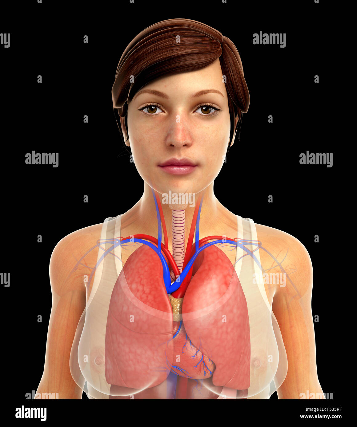 3d rendered illustration of human body anatomy Stock Photo - Alamy