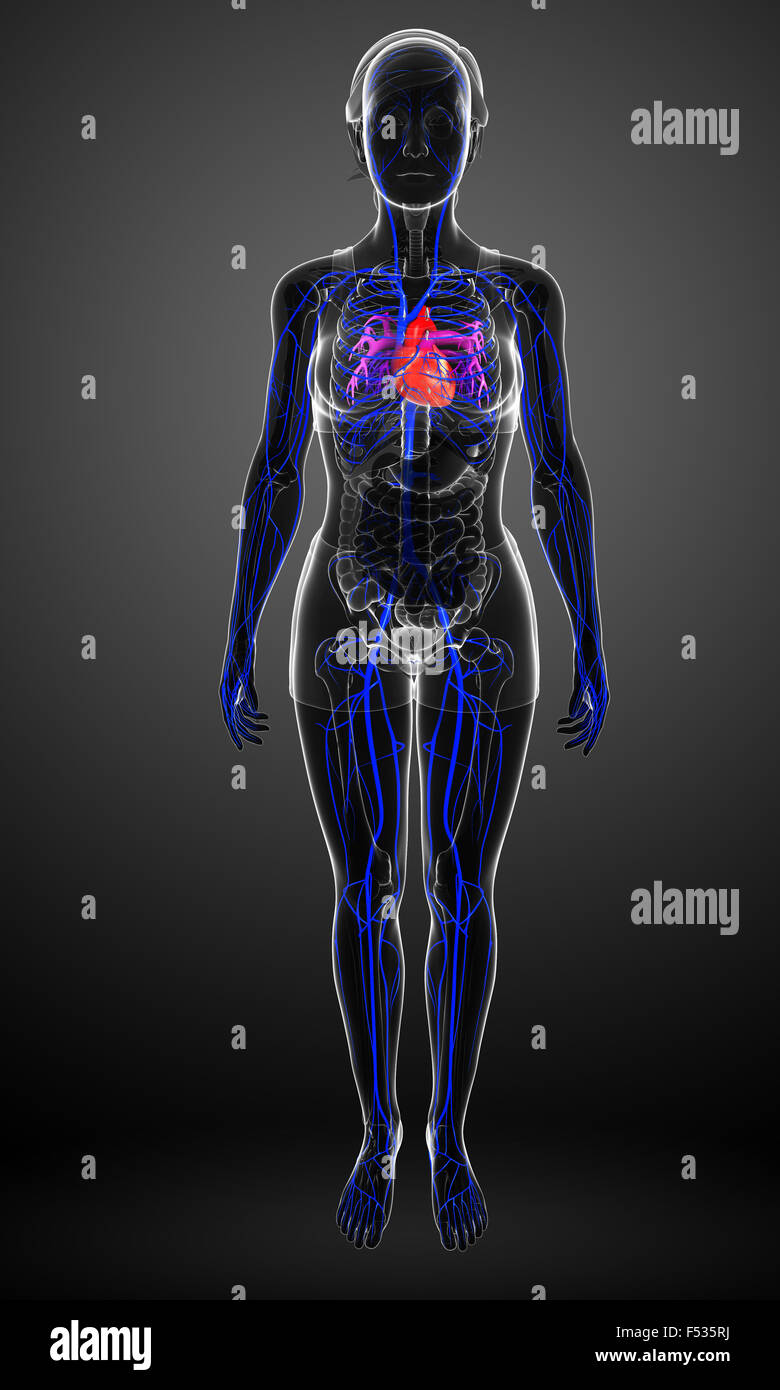 3d rendered illustration of human body anatomy Stock Photo - Alamy