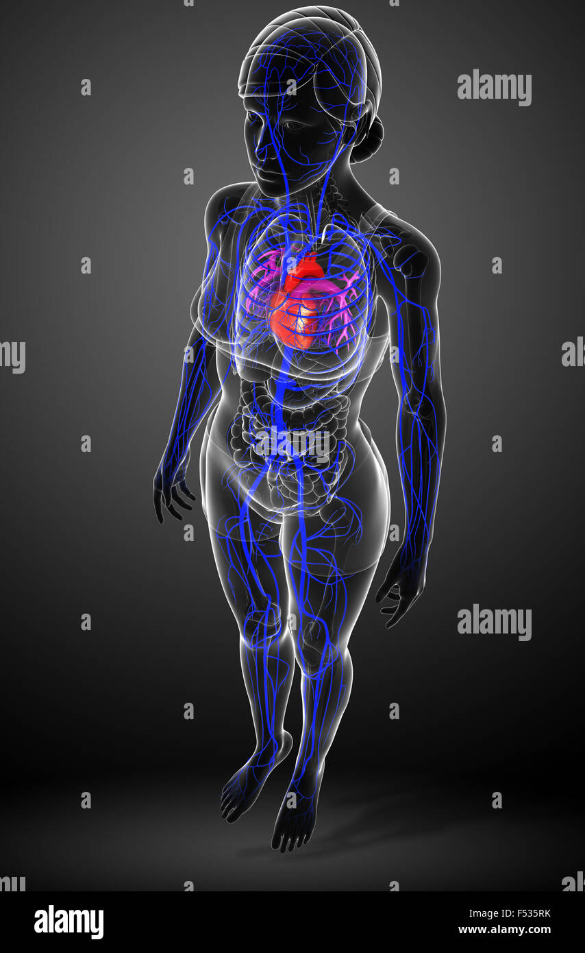 3d rendered illustration of human body anatomy Stock Photo - Alamy