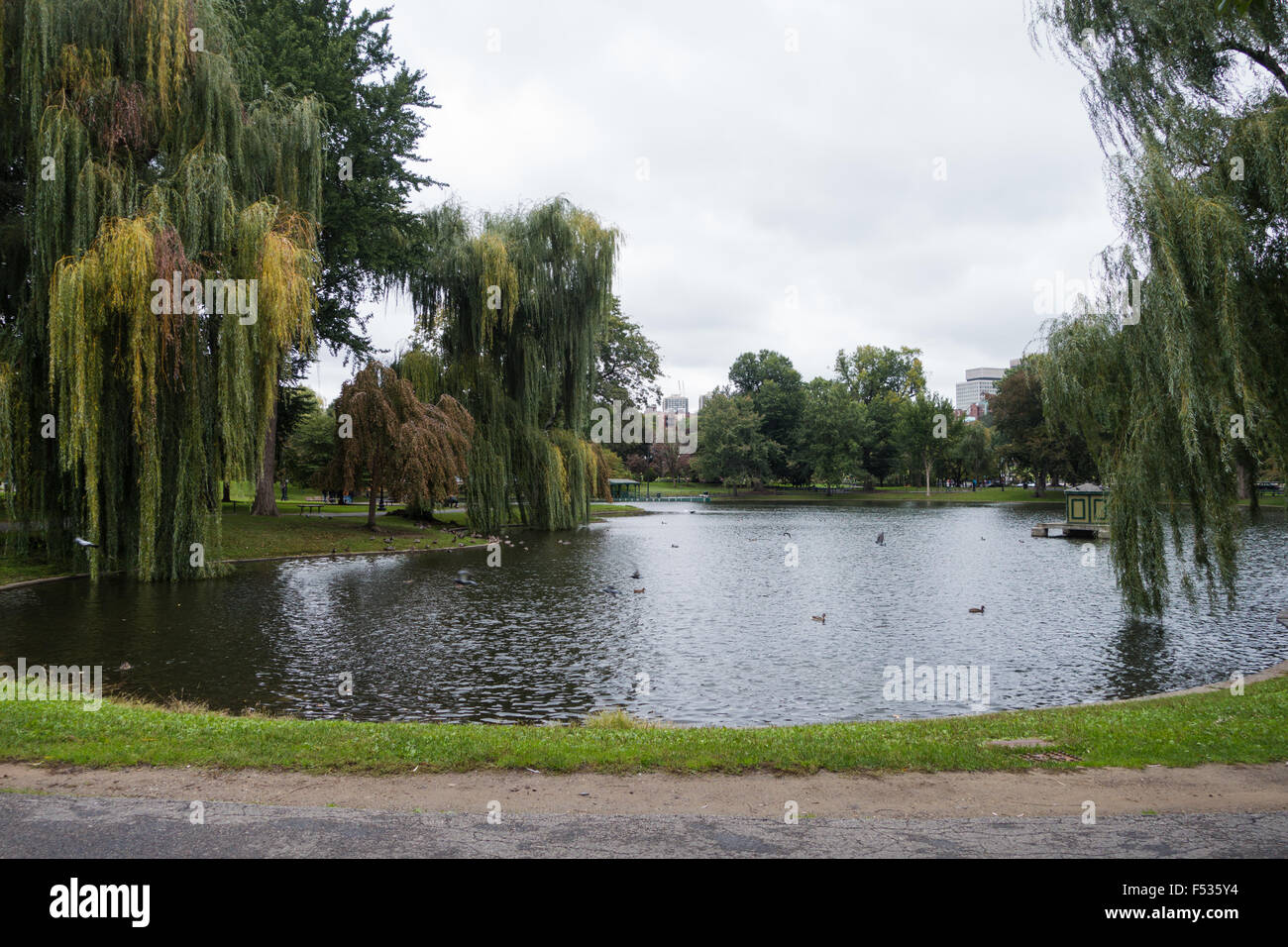 boston public garden pond Stock Photo - Alamy