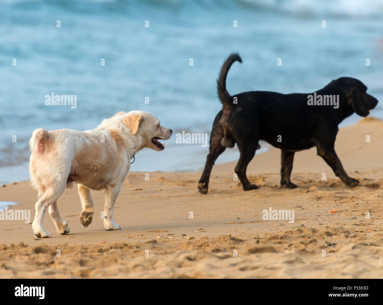 Two dogs running on the beach Stock Photo - Alamy