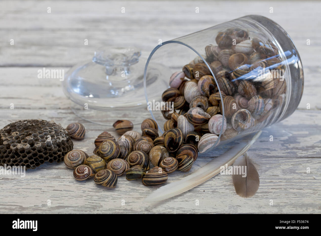 Collection of feathers hi-res stock photography and images - Alamy