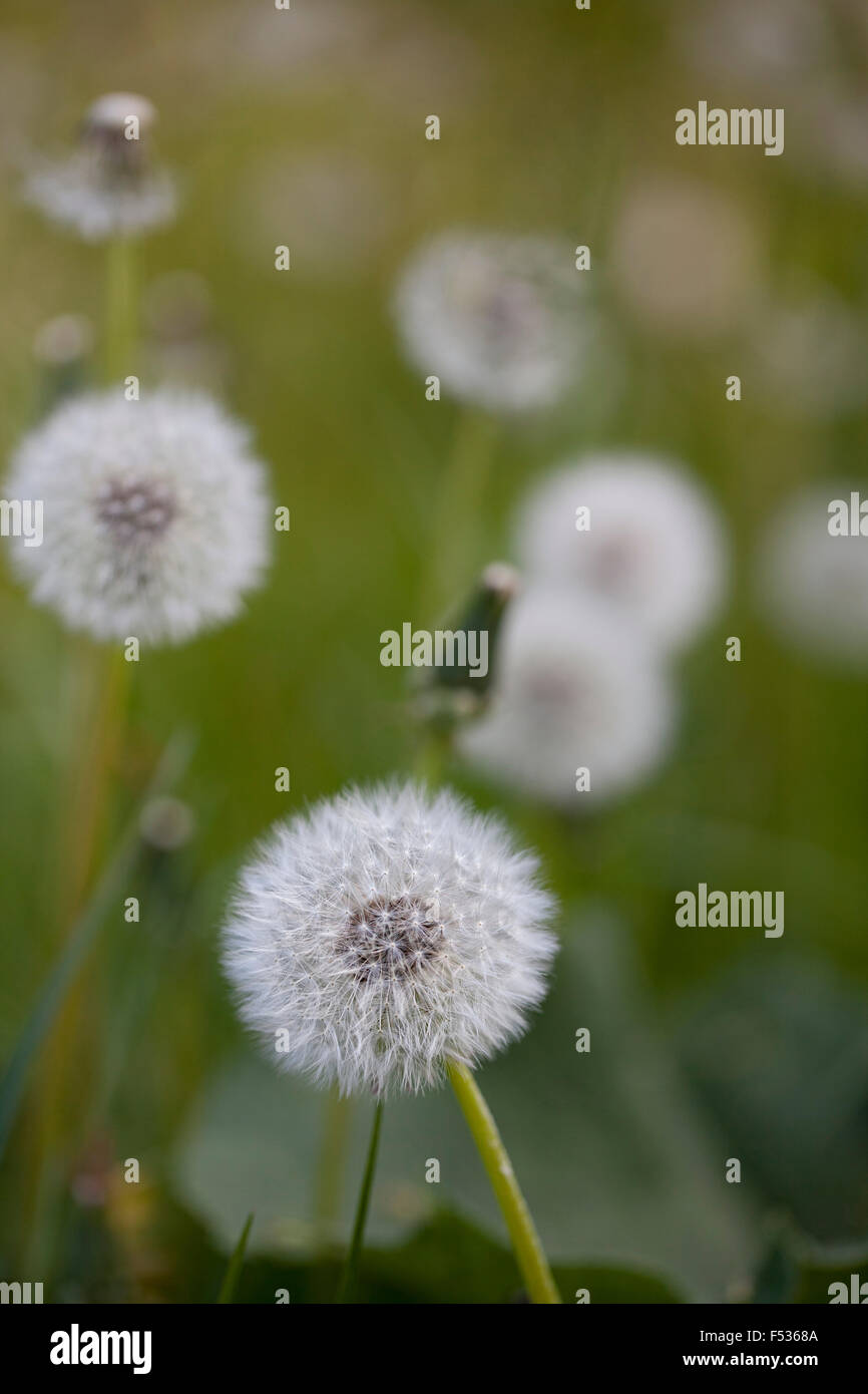 blowball, dandelion, close-up Stock Photo - Alamy