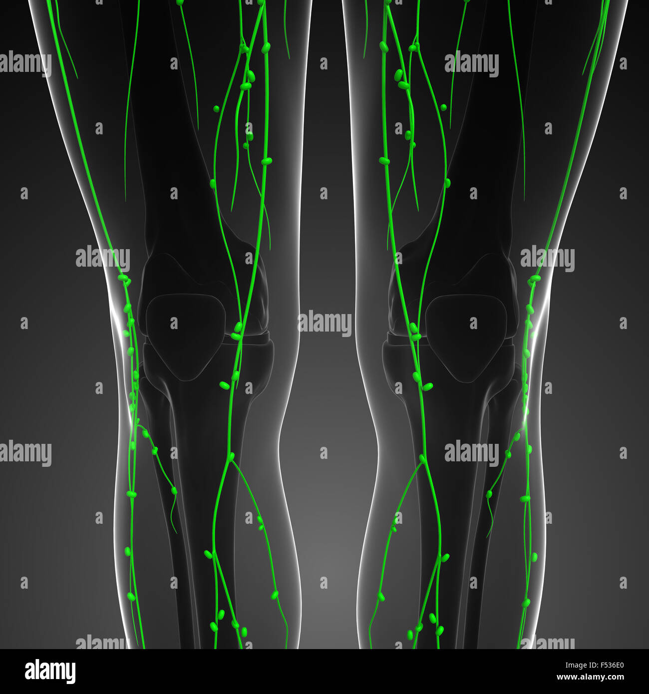 Illustration of human body lymphatic system Stock Photo - Alamy