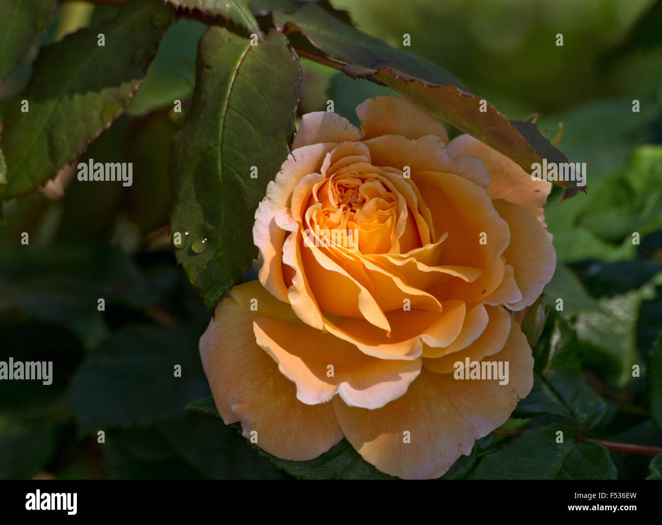Rose Crown Princess Margareta Stock Photo - Alamy