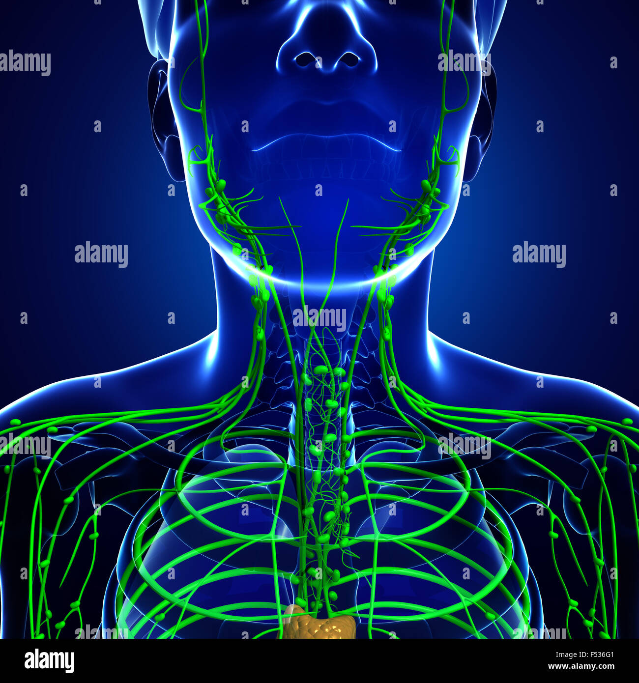 Illustration of male body lymphatic system Stock Photo - Alamy